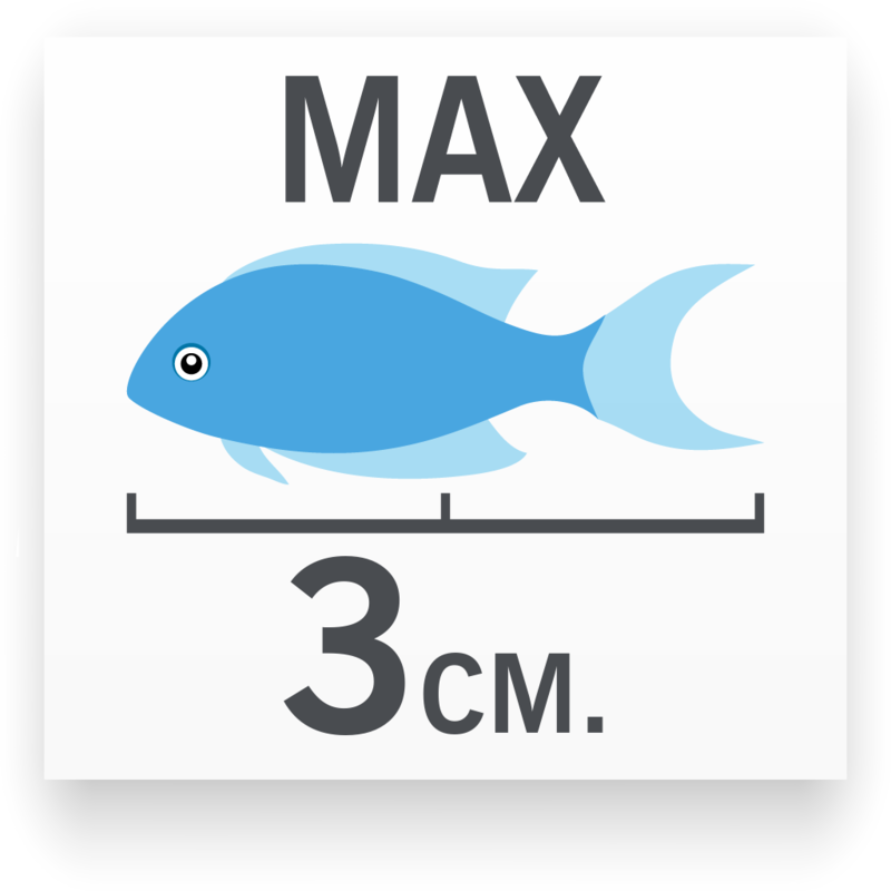 Tetra Rubí | wikiAcuario